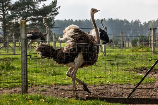 รูปภาพFarma – เลือกดูภาพถ่ายสต็อก เวกเตอร์ และวิดีโอ35,701 | Adobe Stock