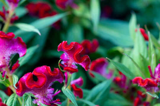 Cristate Images – Browse 199 Stock Photos, Vectors, and Video | Adobe Stock