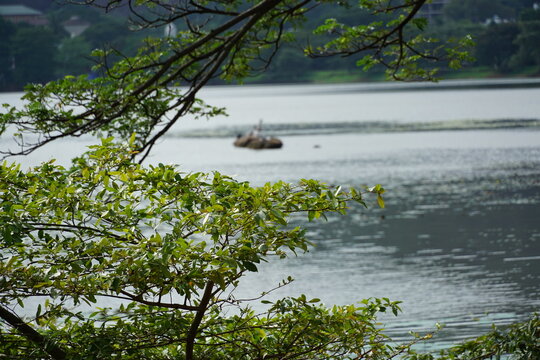 「Amezing」の写真素材 | 419件の無料イラスト画像 | Adobe Stock