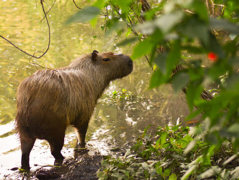 「Kabibara」の写真素材 | 11件の無料イラスト画像 | Adobe Stock