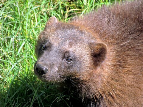 Glouton Images – Browse 265 Stock Photos, Vectors, and Video | Adobe Stock