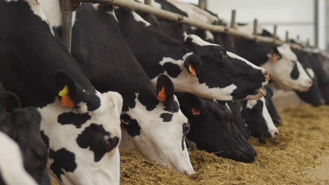 "Dairy Farm" Images – Browse 1,701,966 Stock Photos, Vectors, and Video ...