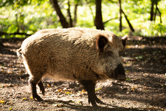 Eber bilder – Bläddra bland 6,327 stockfoton, vektorer och videor ...