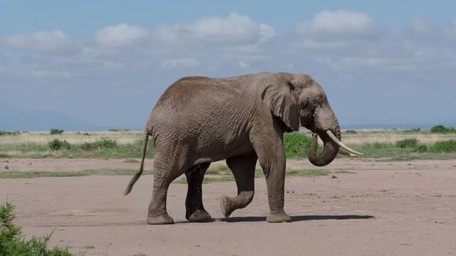 Elephant Video Footage – Browse 37,437 HD Stock Video and Footage ...