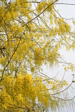 Konnapoo Images – Browse 62 Stock Photos, Vectors, and Video | Adobe Stock