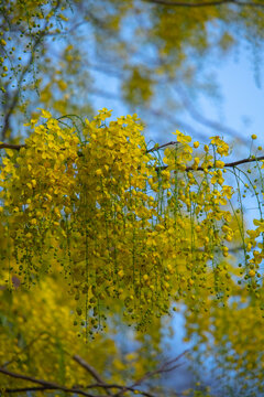 รูปภาพKonnapoo – เลือกดูภาพถ่ายสต็อก เวกเตอร์ และวิดีโอ71 | Adobe Stock