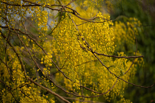 Konnapoo Images – Browse 62 Stock Photos, Vectors, and Video | Adobe Stock