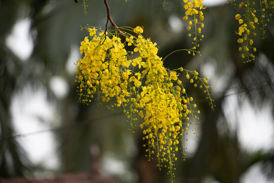 Konnapoo Images – Browse 62 Stock Photos, Vectors, and Video | Adobe Stock