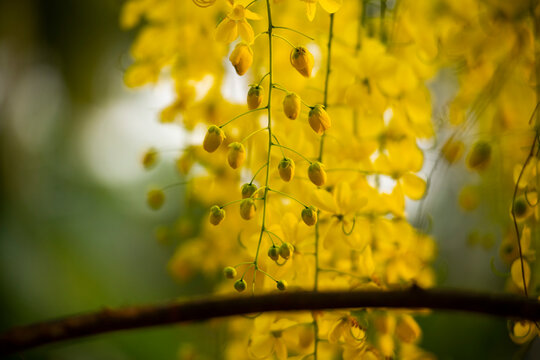 Konnapoo Images – Browse 62 Stock Photos, Vectors, and Video | Adobe Stock