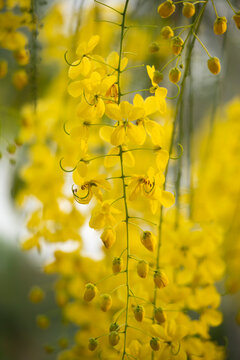 Konnapoo Images – Browse 62 Stock Photos, Vectors, and Video | Adobe Stock