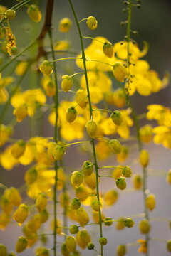 Konnapoo Images – Browse 62 Stock Photos, Vectors, and Video | Adobe Stock