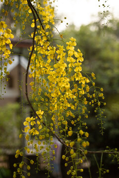 Konnapoo 이미지 – 찾아보기 62 스톡 사진, 벡터 및 비디오 | Adobe Stock
