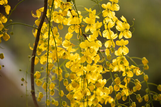 Konnapoo - Images et vidéos libres de droits | Adobe Stock