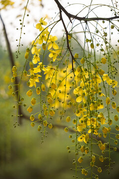 Konnapoo Images – Browse 62 Stock Photos, Vectors, and Video | Adobe Stock