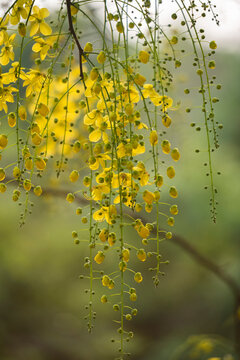 Konnapoo 이미지 – 찾아보기 80 스톡 사진, 벡터 및 비디오 | Adobe Stock