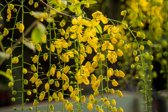 Konnapoo Images – Browse 62 Stock Photos, Vectors, and Video | Adobe Stock