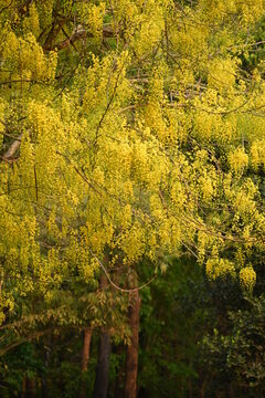 Konnapoo 이미지 – 찾아보기 62 스톡 사진, 벡터 및 비디오 | Adobe Stock