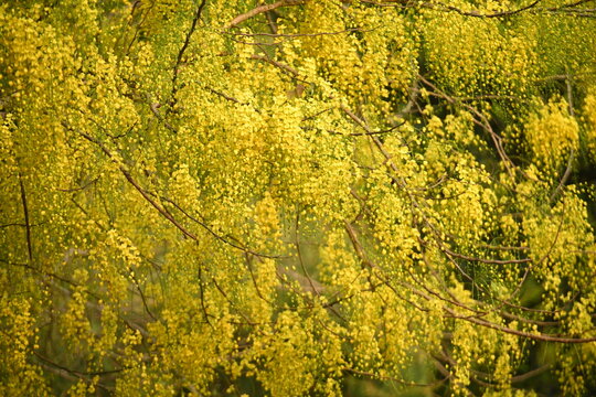 Konnapoo 이미지 – 찾아보기 62 스톡 사진, 벡터 및 비디오 | Adobe Stock