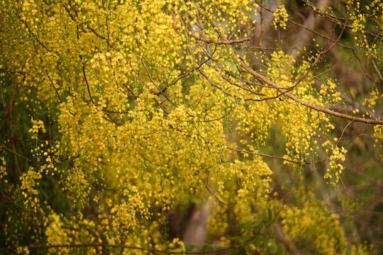 รูปภาพKonnapoo – เลือกดูภาพถ่ายสต็อก เวกเตอร์ และวิดีโอ62 | Adobe Stock