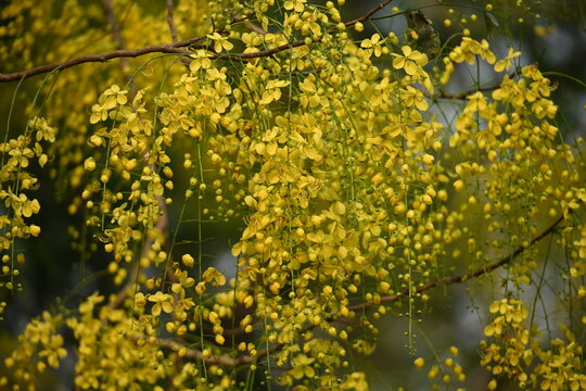 Konnapoo Images – Browse 62 Stock Photos, Vectors, and Video | Adobe Stock