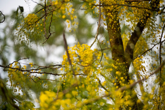 รูปภาพKonnapoo – เลือกดูภาพถ่ายสต็อก เวกเตอร์ และวิดีโอ71 | Adobe Stock