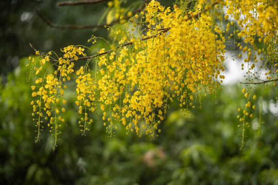 Konnapoo 이미지 – 찾아보기 80 스톡 사진, 벡터 및 비디오 | Adobe Stock