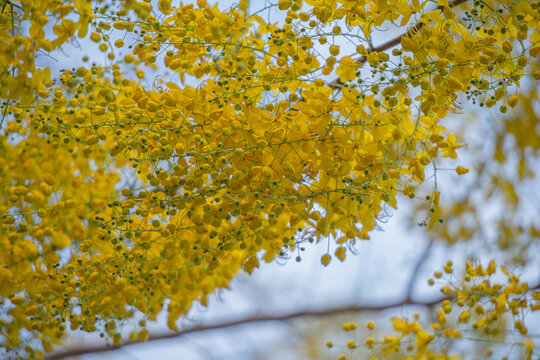 「Konnapoo」の写真素材 | 72件の無料イラスト画像 | Adobe Stock