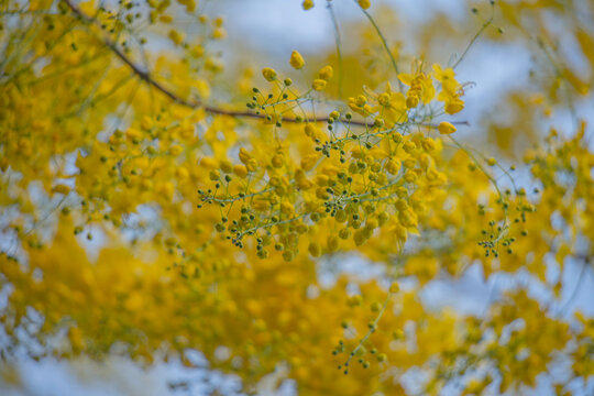 Konnapoo Images – Browse 62 Stock Photos, Vectors, and Video | Adobe Stock