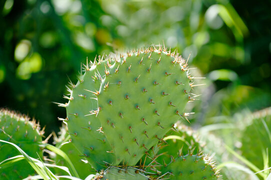 Cladophyll bilder – Bläddra bland 679 stockfoton, vektorer och videor ...