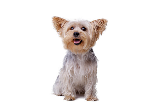 「Perrita」の写真素材 | 721件の無料イラスト画像 | Adobe Stock