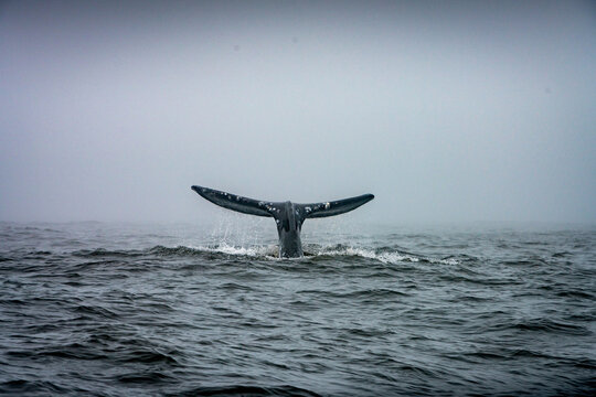 Walfisch Bilder – Durchsuchen 6,118 Archivfotos, Vektorgrafiken und ...