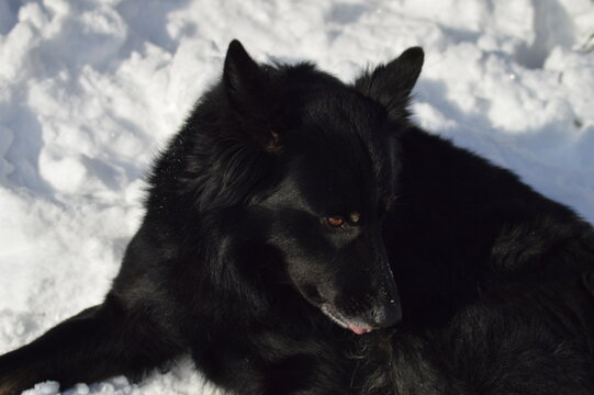 「Wilczur」の画像 - 136 件の Stock 写真、ベクターおよびビデオ | Adobe Stock