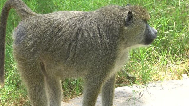 Rotarschpavian Bilder – Durchsuchen 113 Archivfotos, Vektorgrafiken und ...