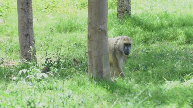 Rotarschpavian Bilder – Durchsuchen 112 Archivfotos, Vektorgrafiken und ...
