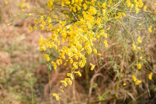 "Wild Broom" Images – Browse 103 Stock Photos, Vectors, and Video ...
