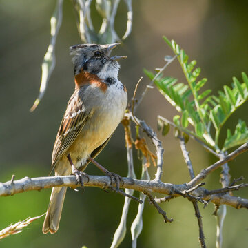 Imágenes de Chincol: descubre bancos de fotos, ilustraciones, vectores ...