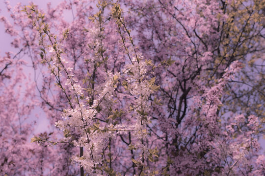 「Zierbaum」の画像 - 1,636 件の Stock 写真、ベクターおよびビデオ | Adobe Stock