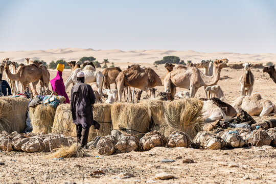 「Bilma」の写真素材 | 37件の無料イラスト画像 | Adobe Stock