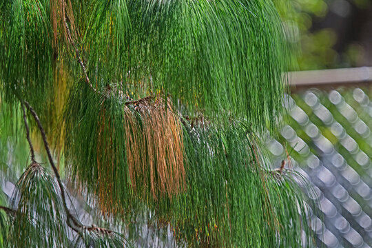 "She Oak" Images – Browse 216 Stock Photos, Vectors, and Video | Adobe ...