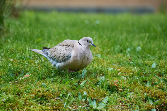 Imagens de Columbiformes – Explore Fotografias do Stock, Vetores e ...