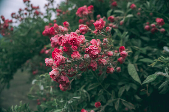 รูปภาพ"Shrub Rose" – เลือกดูภาพถ่ายสต็อก เวกเตอร์ และวิดีโอ747 | Adobe ...