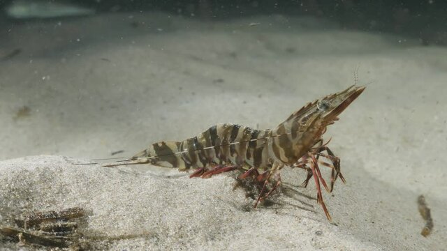 "Penaeus Indicus" Images – Browse 175 Stock Photos, Vectors, and Video ...