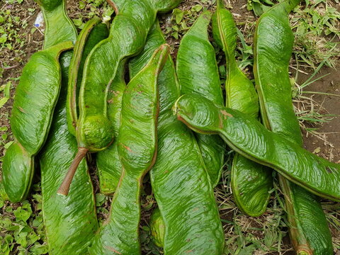 LAS 181 MEJORES IMÁGENES, FOTOS DE ARCHIVO Y VECTORES DE Guama | Adobe ...