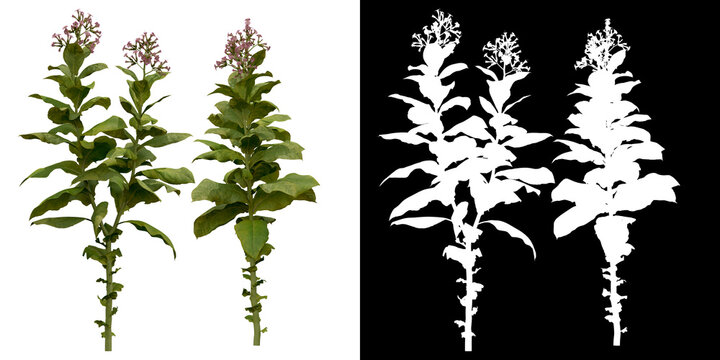 Plants and Flowers stock photos, royalty-free images, vectors, video ...