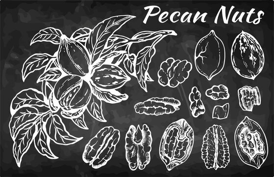 Pecan Tree Vector Images – Browse 9,001 Stock Photos, Vectors, and ...