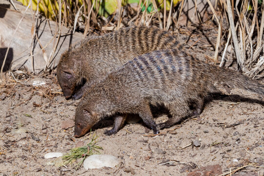 Imágenes de Mungo: descubre bancos de fotos, ilustraciones, vectores y ...