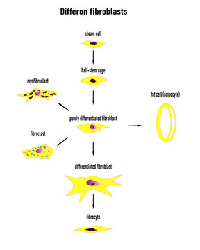 รูปภาพFibroblasting – เลือกดูภาพถ่ายสต็อก เวกเตอร์ และวิดีโอ1,406 ...