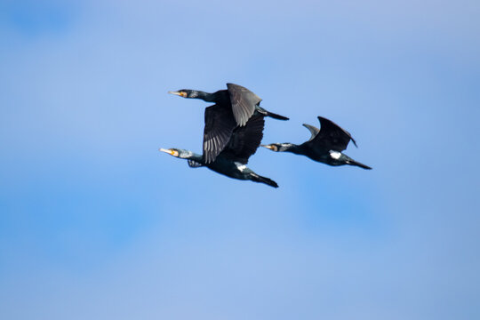 Imágenes de Kormorane: descubre bancos de fotos, ilustraciones ...