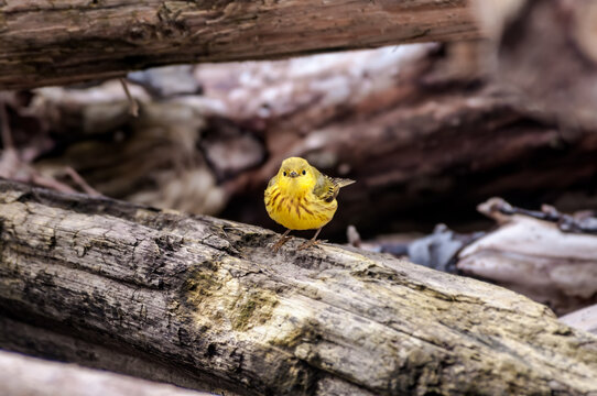 Petechien Bilder – Durchsuchen 601 Archivfotos, Vektorgrafiken und ...