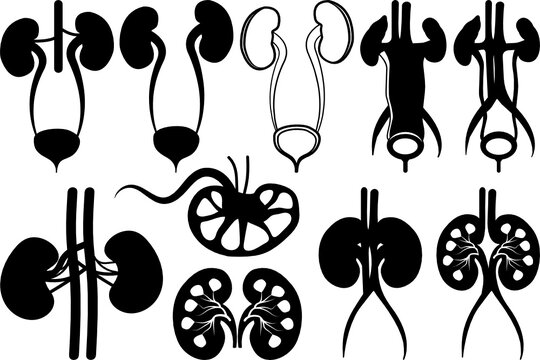 Digital Kidney SVG Cut Files Kidney Anatomy Svg Urinary Svg Doctors Svg ...